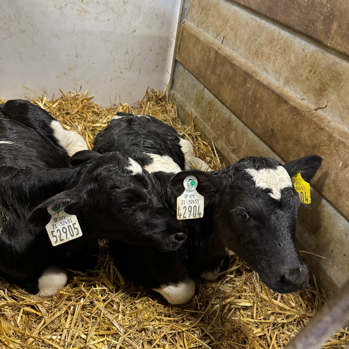 Calving and Lambing – Country Farm Supplies