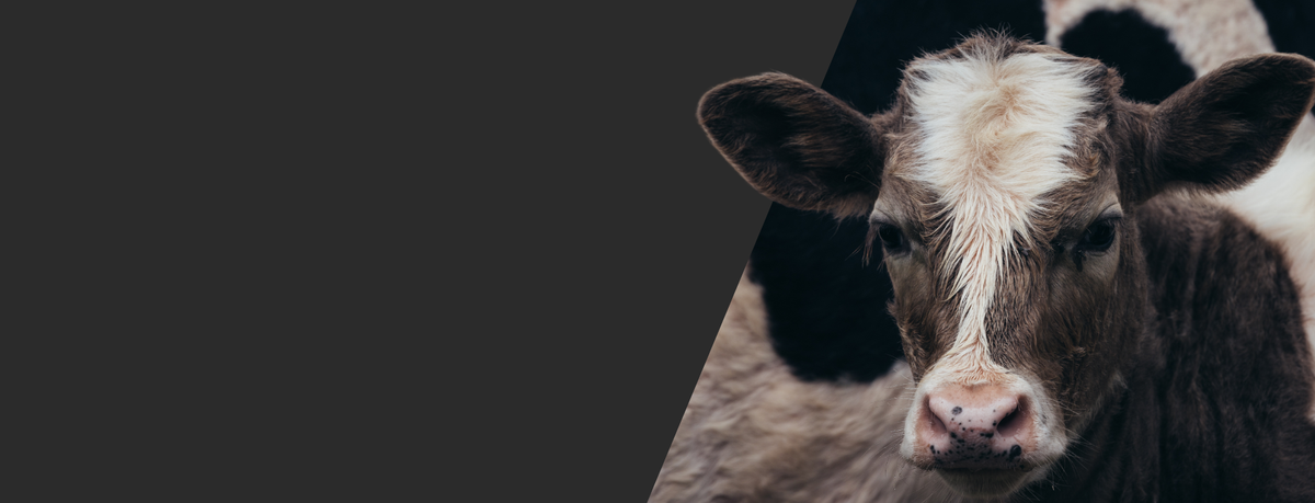 Calving 2026 – Country Farm Supplies